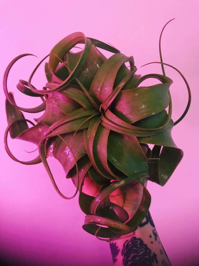All about air plants: how to care for different varieties, why they’re ...